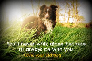 Beautiful Old Dog Quotes